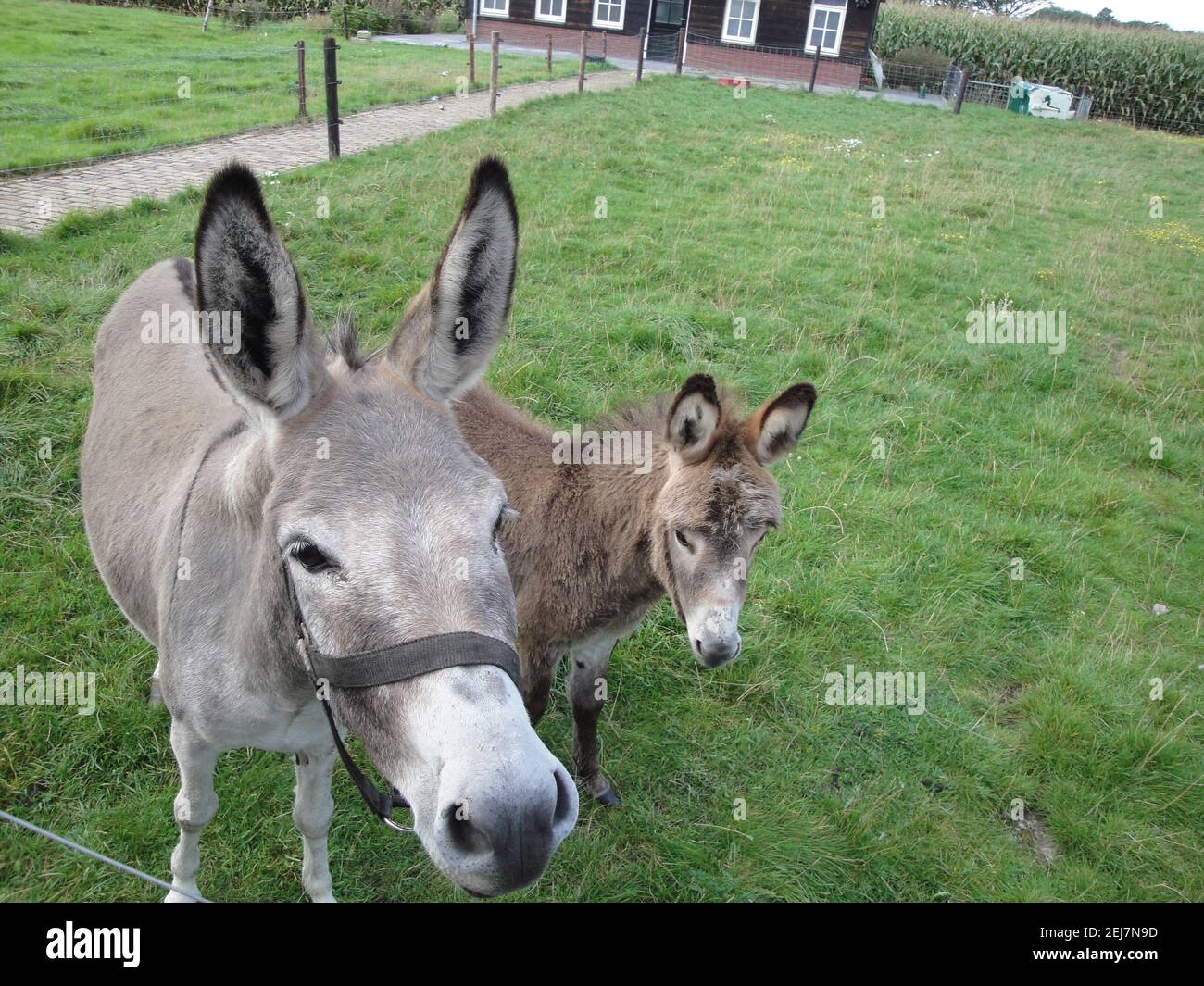 Funny donkey hi-res stock photography and images - Alamy