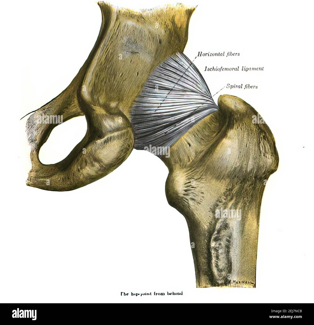 Illustration of the human leg bone system isolated on a white ...