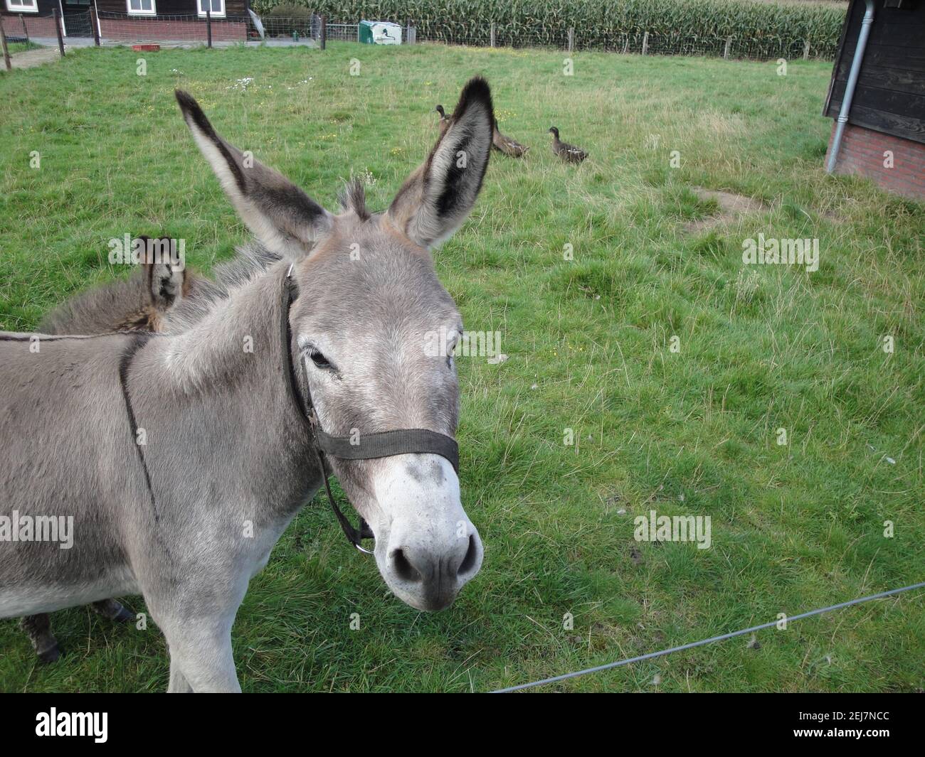Closeup of a cute, funny donkey Stock Photo - Alamy