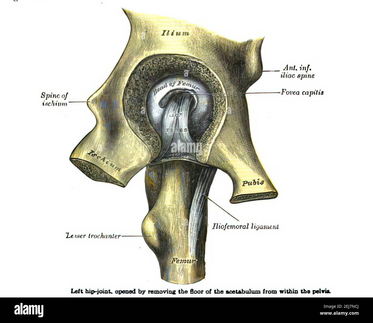Illustration of the human leg bone system isolated on a white ...
