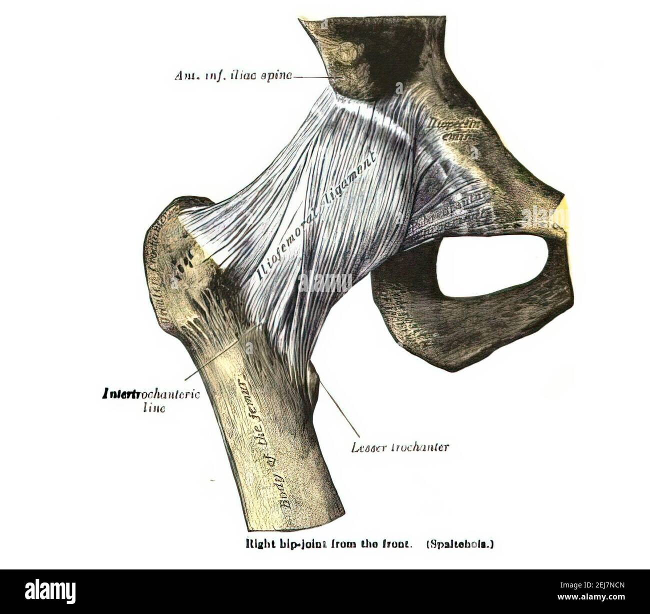 Illustration of the human leg bone system isolated on a white ...