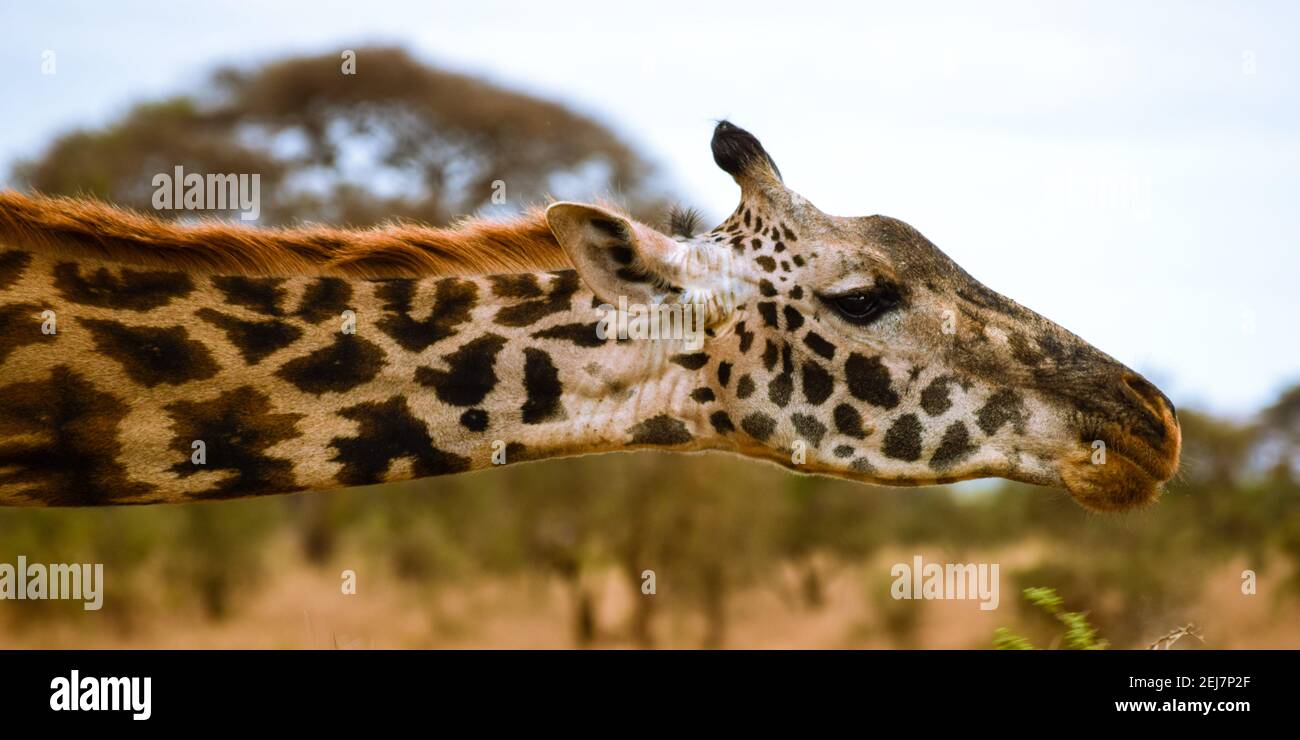 Girafe amboseli hi-res stock photography and images - Alamy