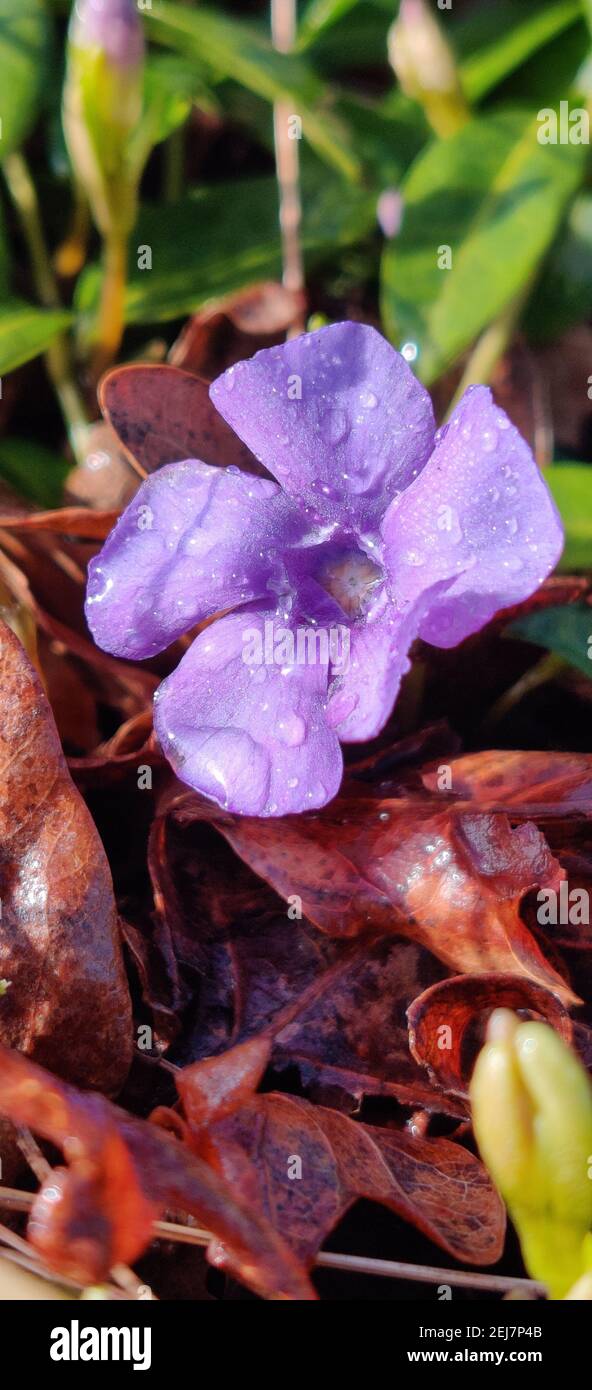 Verticalcloseup of a small purple flower in a field captured during the ...