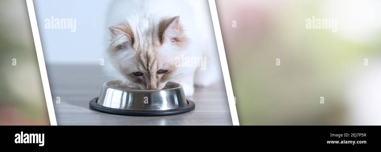 Beautiful sacred cat of burma eating dry cat food on the floor ...