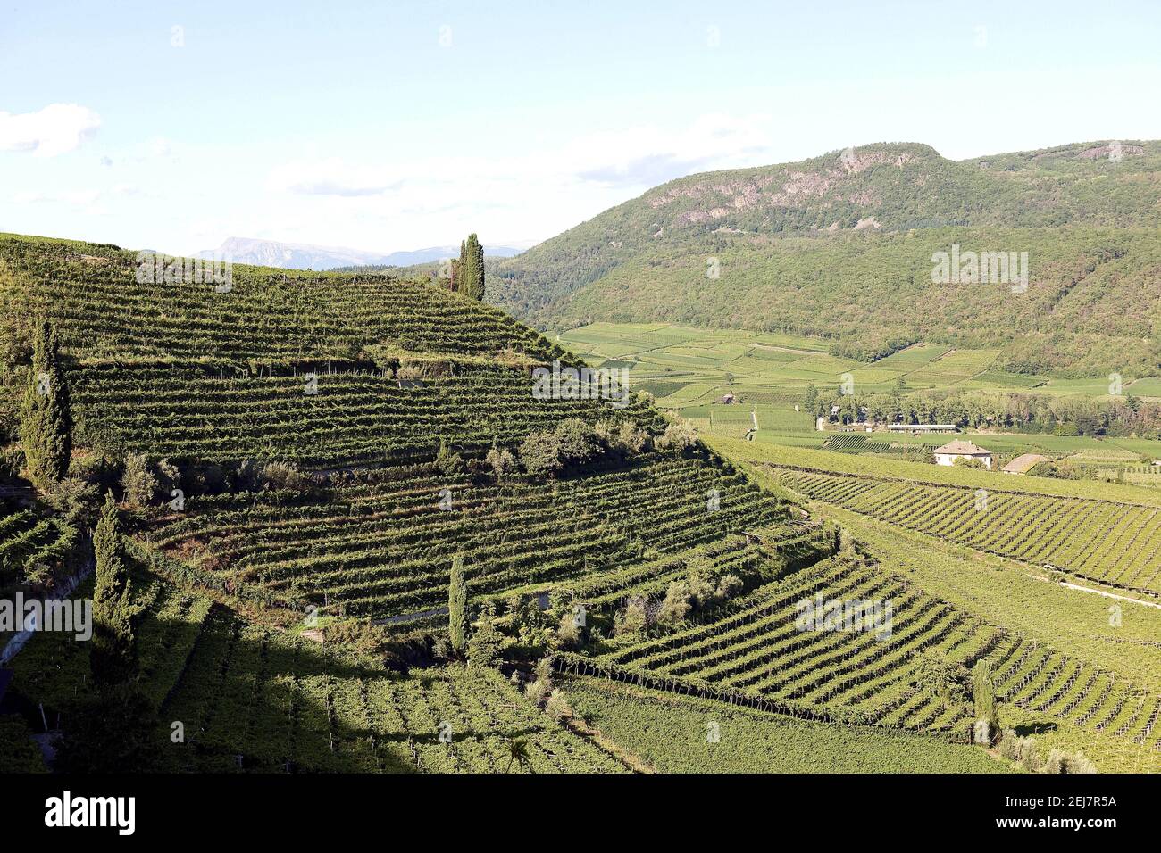 Winery bolzano hi-res stock photography and images - Alamy
