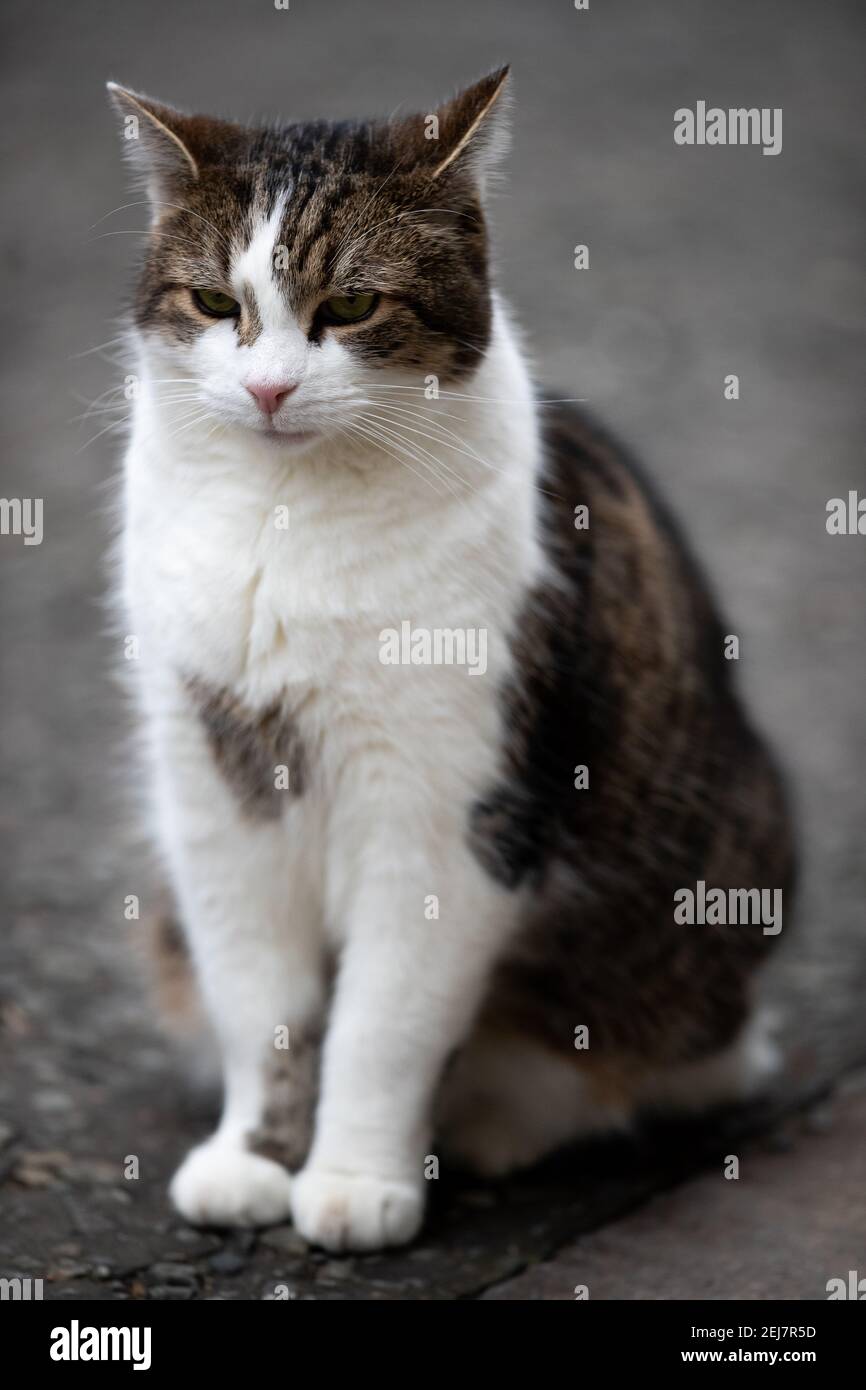 Boris johnsons road map hi-res stock photography and images - Alamy