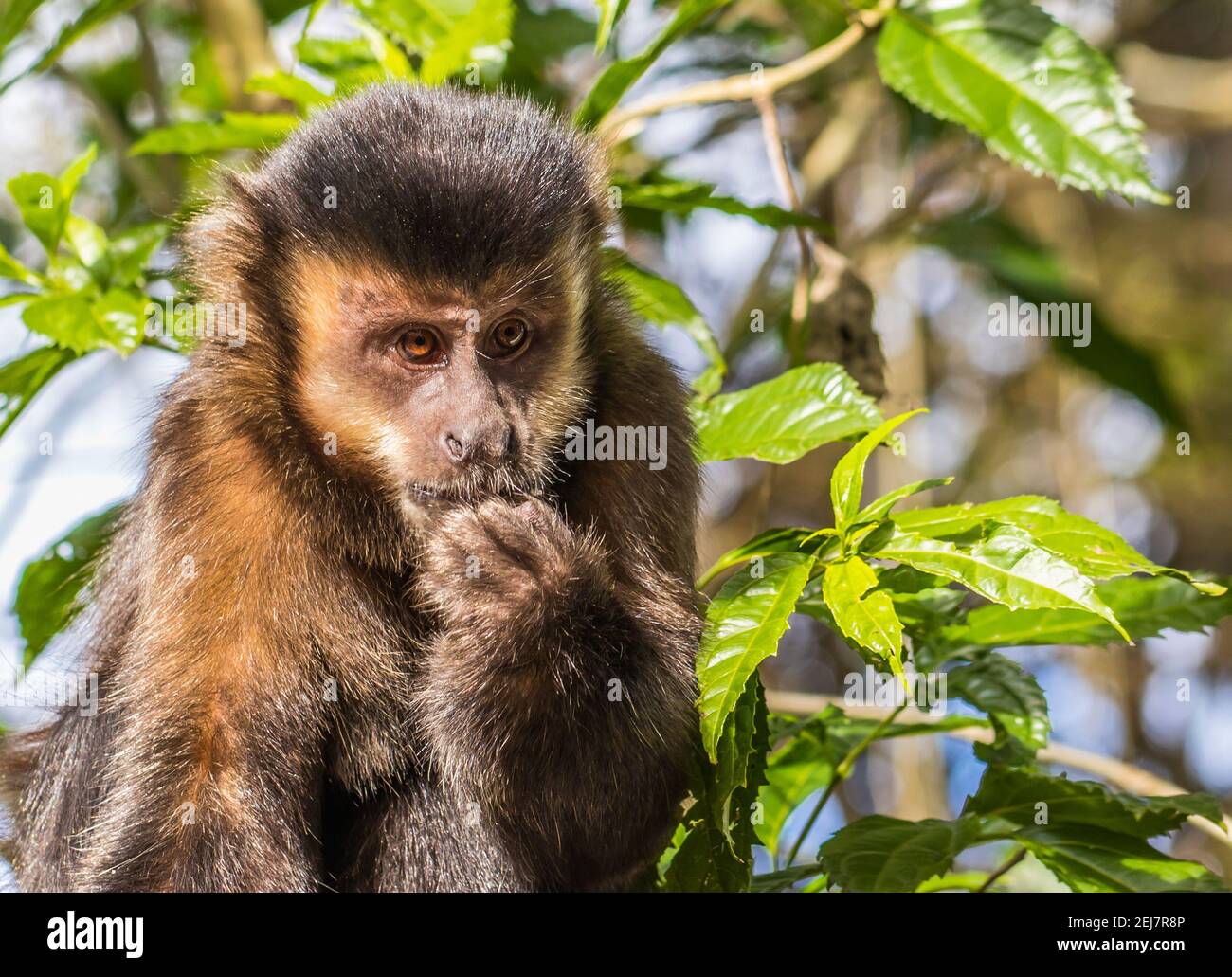 Cute capuchin monkey sitting on a tree branch in Brazil Stock Photo - Alamy