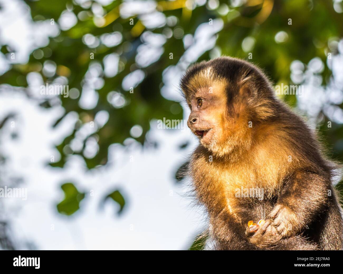 Cute capuchin monkey sitting on a tree branch in Brazil Stock Photo - Alamy