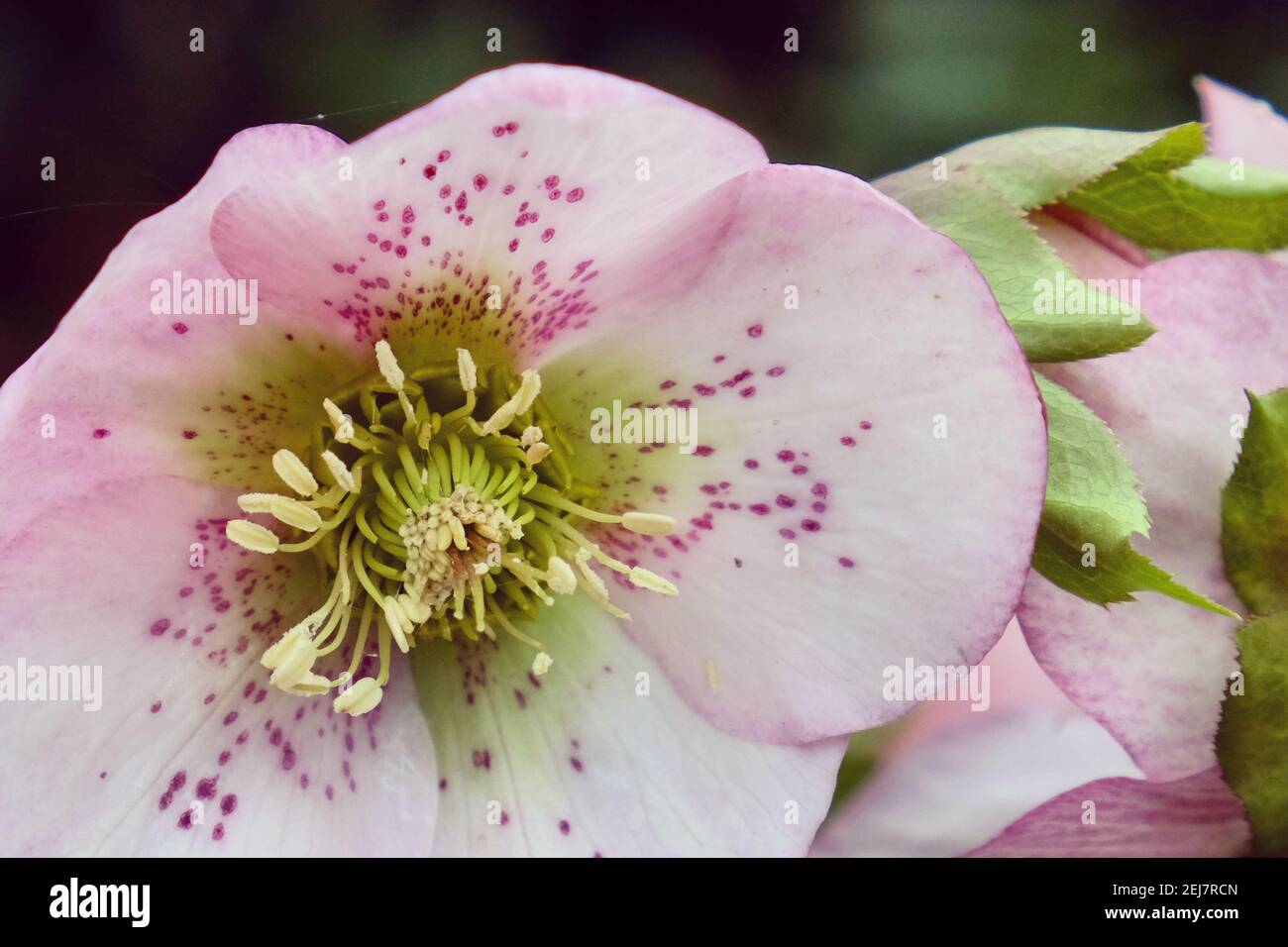Pale speckled hellebore hi-res stock photography and images - Alamy