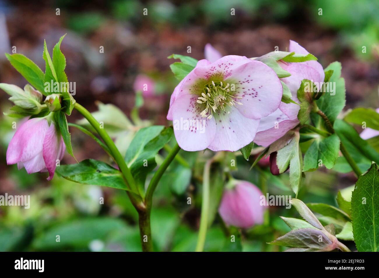 Pale speckled hellebore hi-res stock photography and images - Alamy