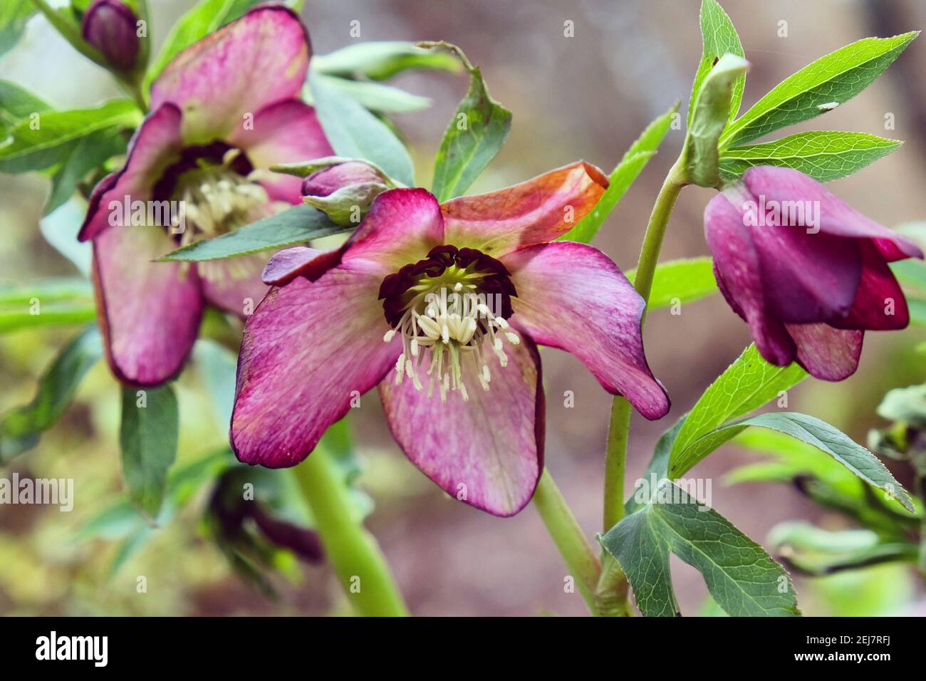 Dark picotee hi-res stock photography and images - Alamy