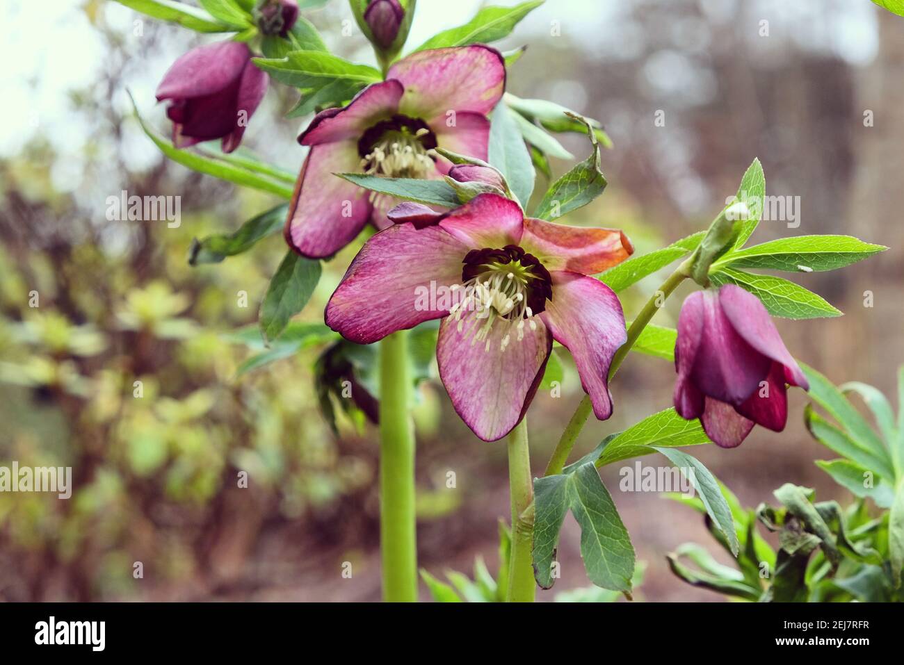 Dark picotee hi-res stock photography and images - Alamy