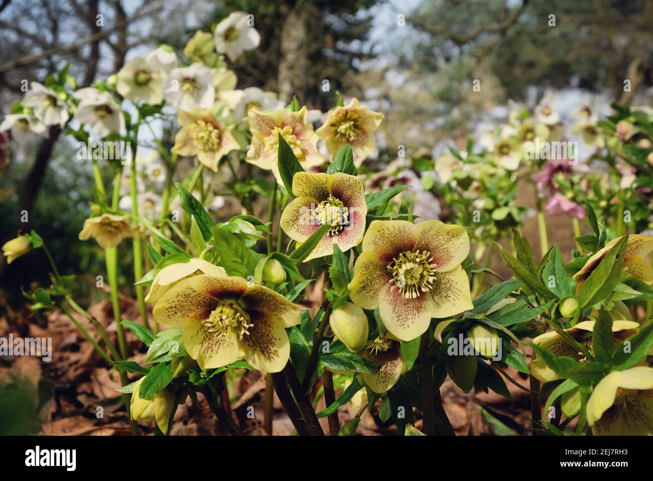 Yellow speckled Hellebores, 'Helleborus hybridus' or lenten rose, in ...