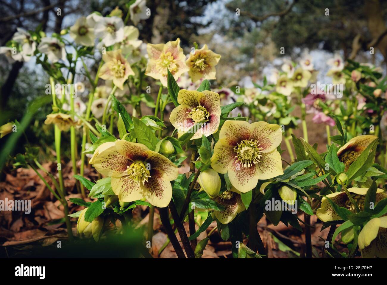 Yellow speckled Hellebores, 'Helleborus hybridus' or lenten rose, in ...