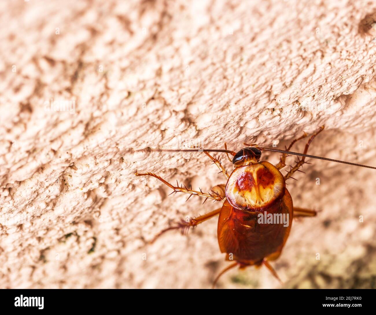 Butterfly cockroach hi-res stock photography and images - Alamy