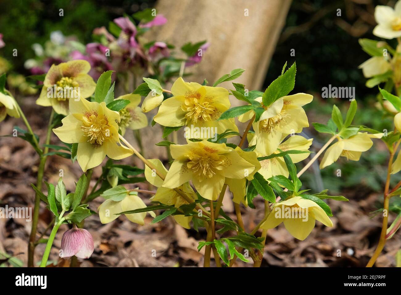 Hellebores winter yellow hi-res stock photography and images - Alamy