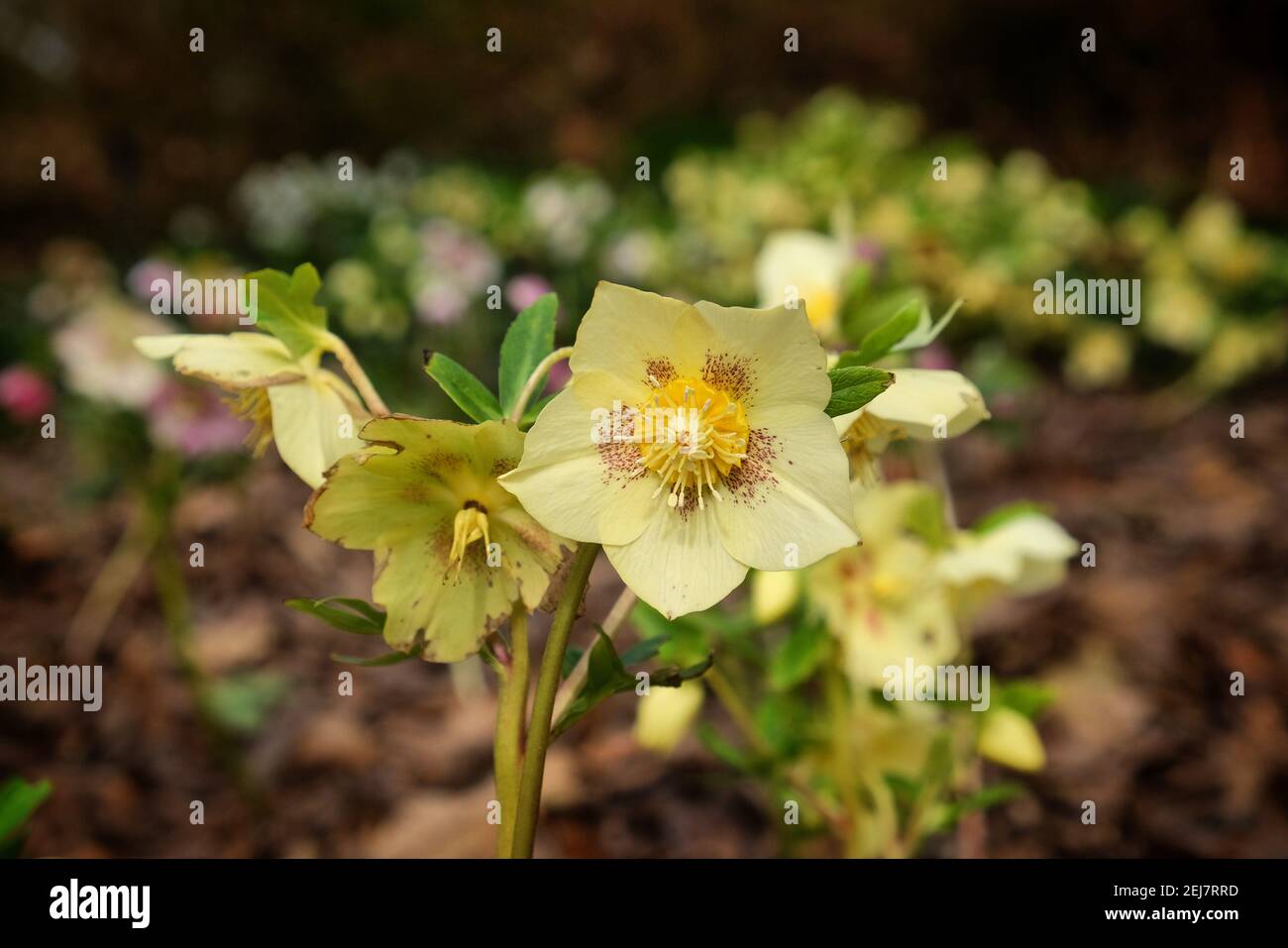 Yellow speckled Hellebores, 'Helleborus hybridus' or lenten rose, in ...