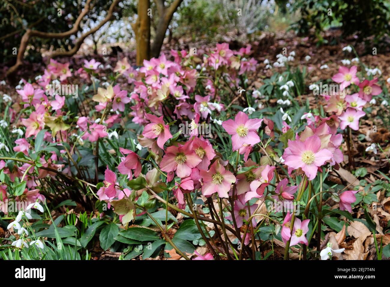 Pink Hellebores High Resolution Stock Photography and Images - Alamy