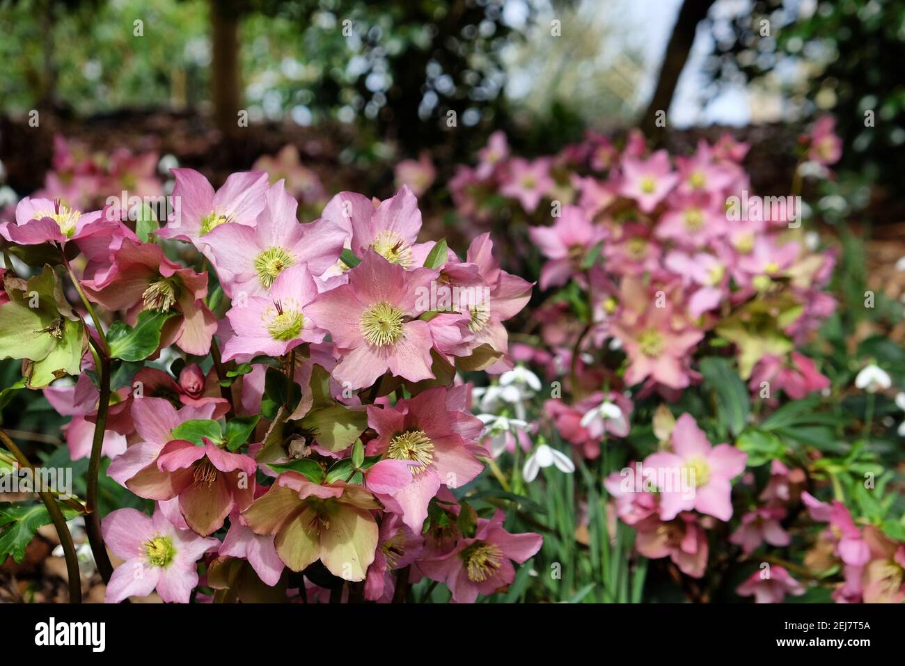 Pink hellebores hi-res stock photography and images - Alamy