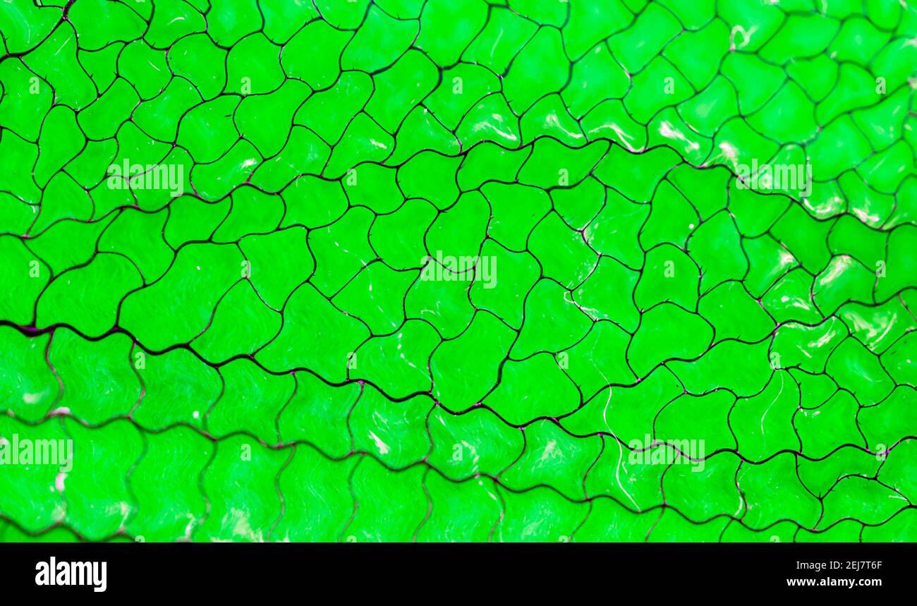 Abstract futuristic background with red crocodile skin patterns Stock ...