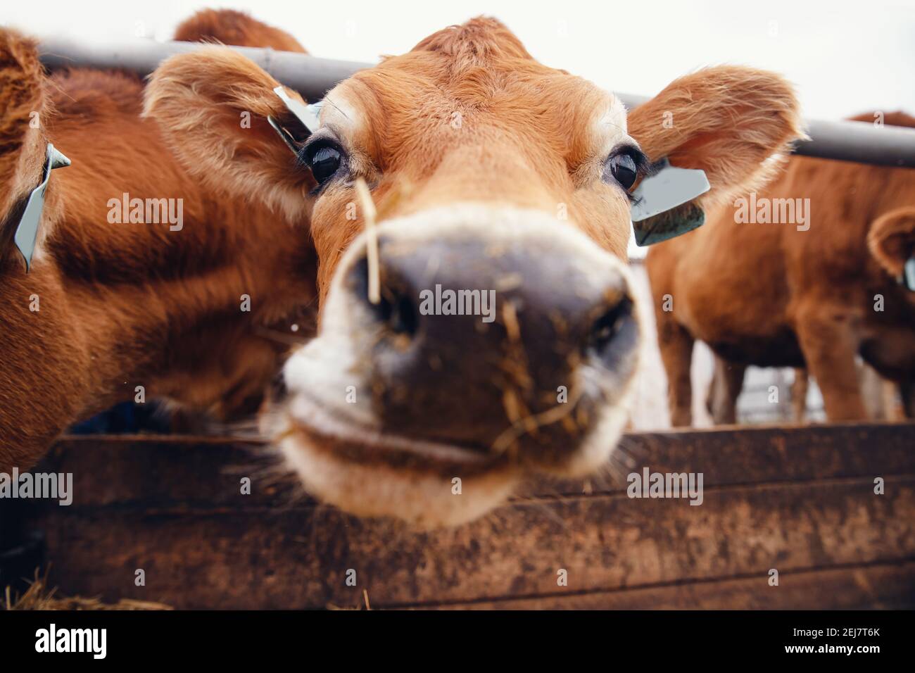 Cow Smiling Funny