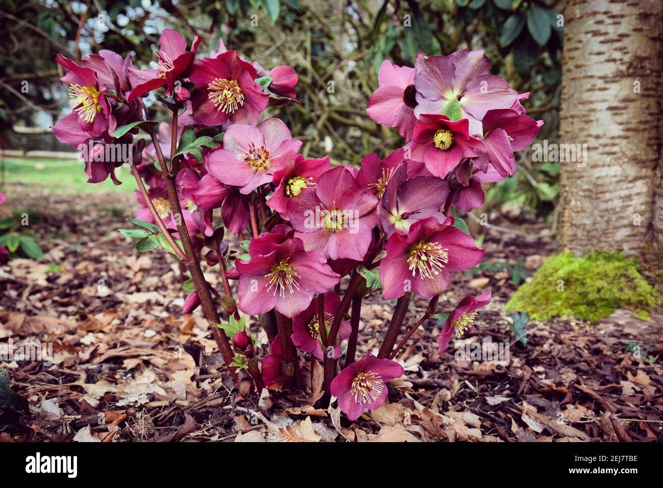 Hellebore orientalis ice n roses red hi-res stock photography and ...