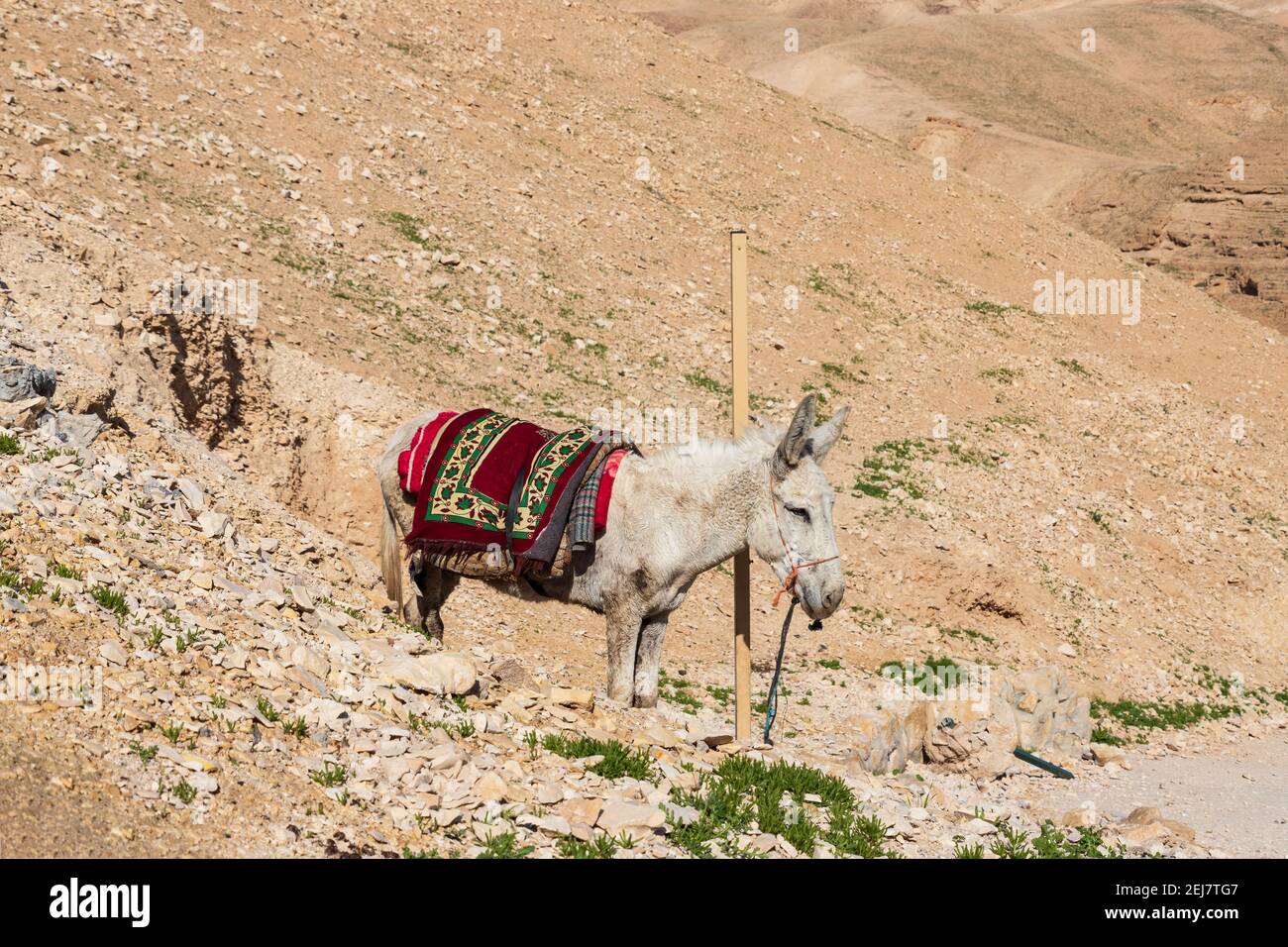 A donkey in a festive blanket in the sandy mountains of the Judean ...