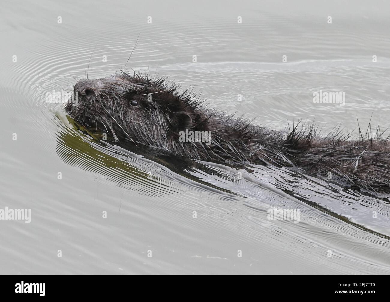 19 February 2021, Brandenburg, Hohensaaten: A beaver (Castor fiber ...