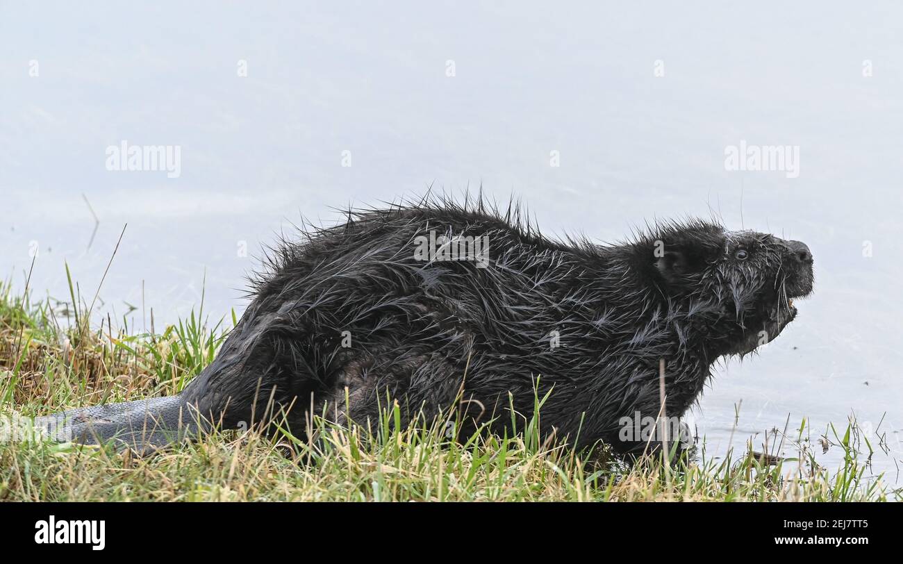 Beaver border hi-res stock photography and images - Alamy