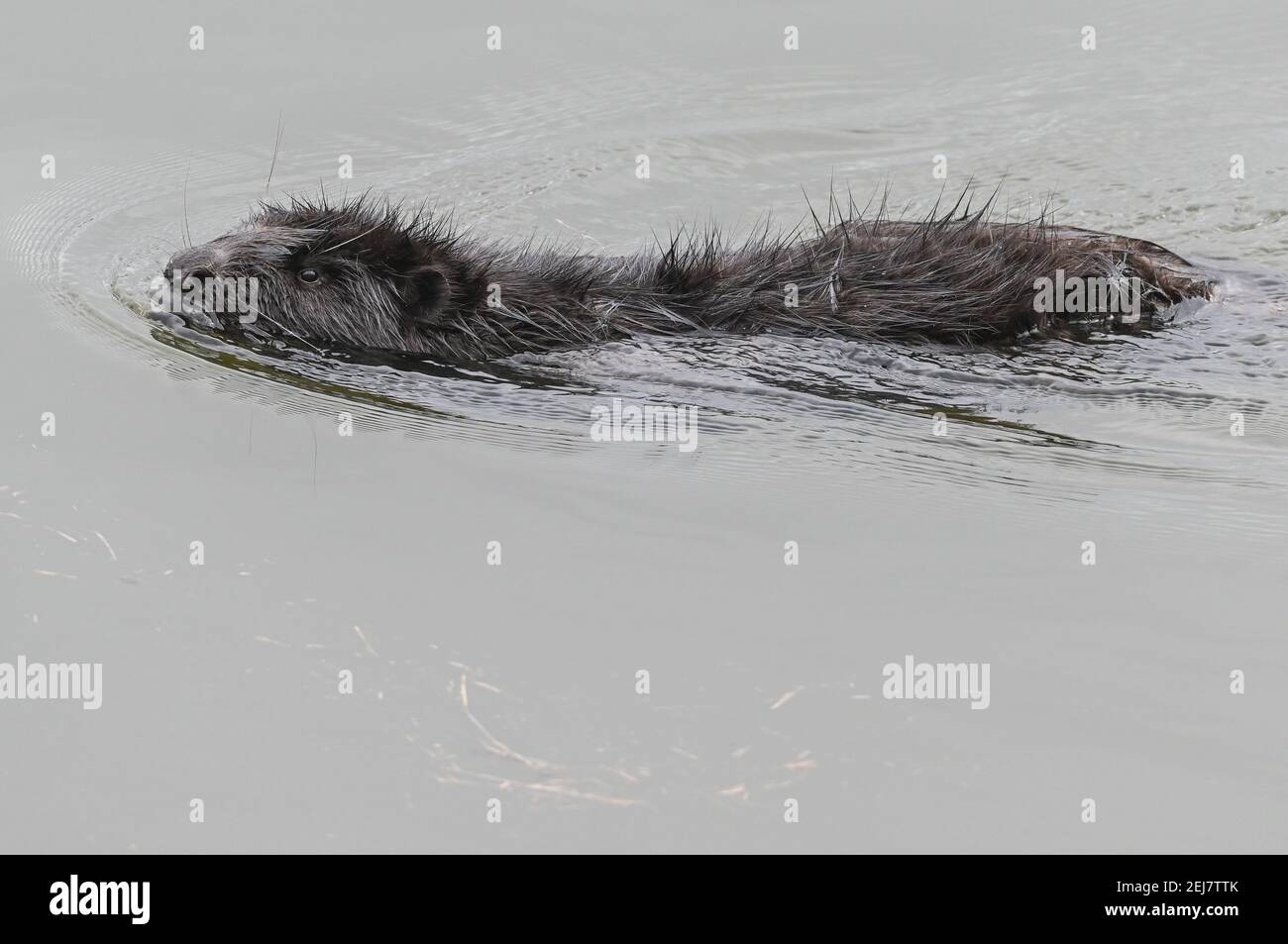 Beaver border hi-res stock photography and images - Alamy