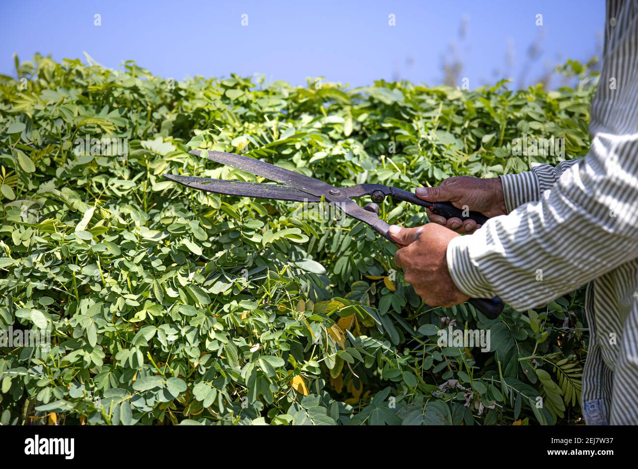 The gardener cuts the bush with large pruning shears. Garden care Stock ...