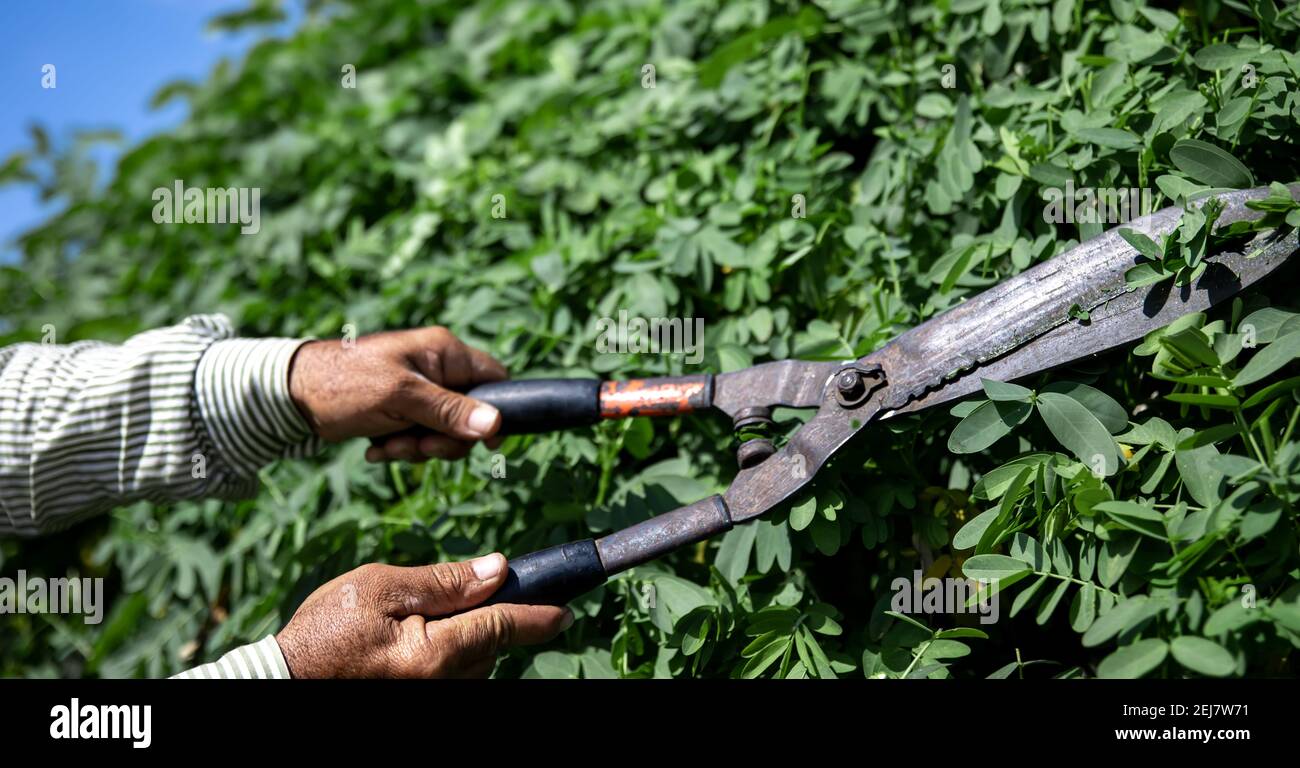 The old gardener cuts the bush with large metal old pruning shears ...