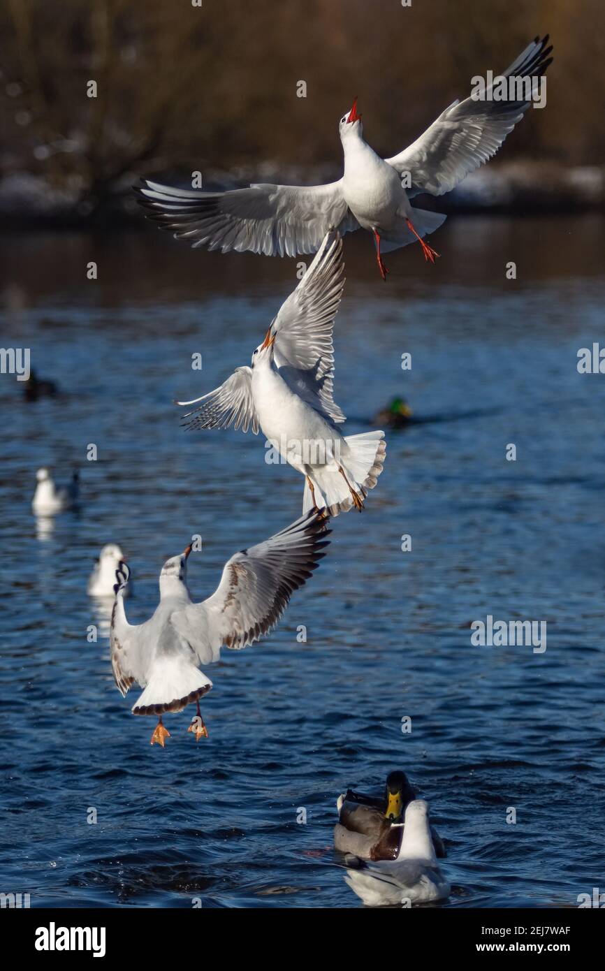 Ducks black headed gulls hi-res stock photography and images - Alamy