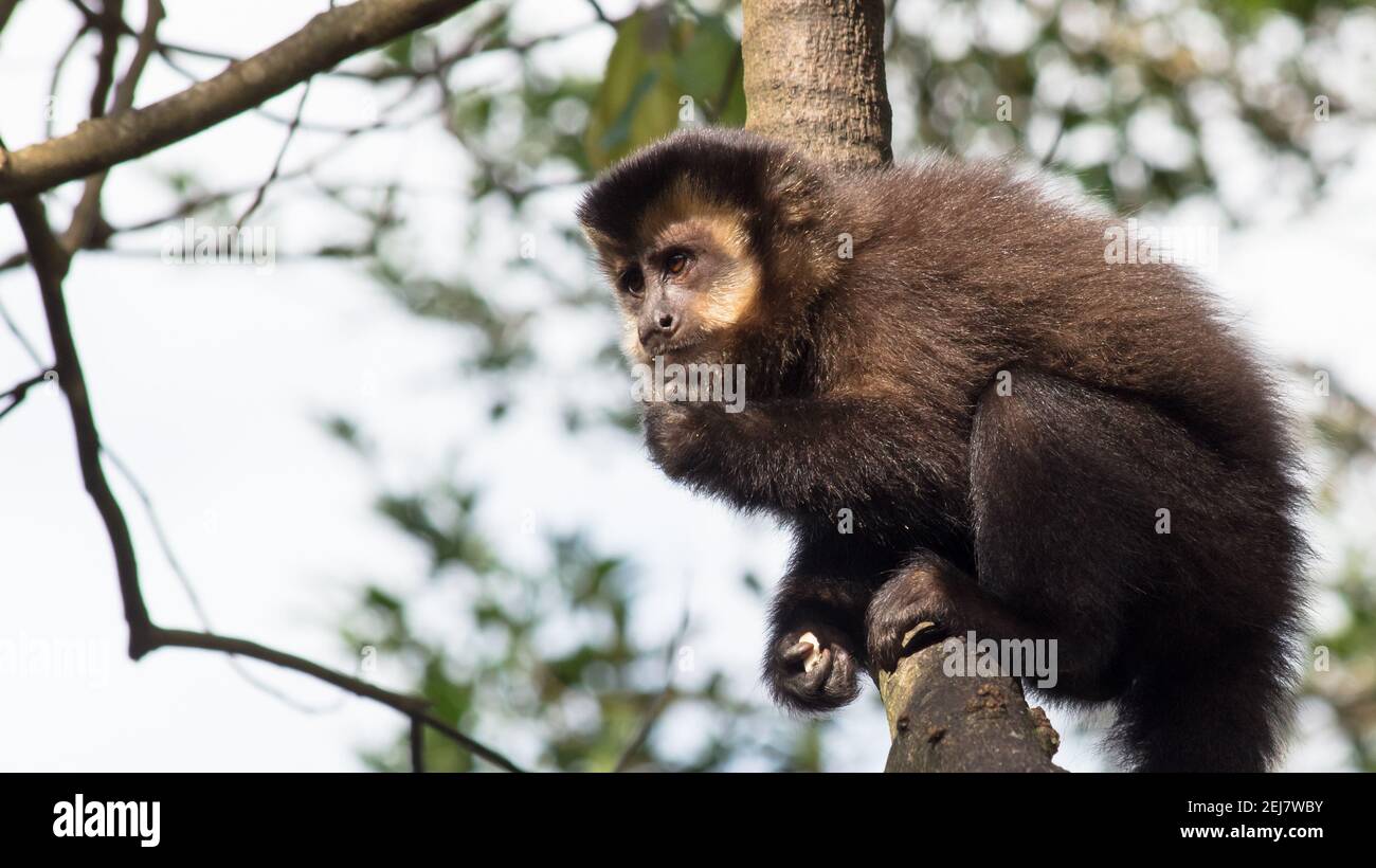 Cute capuchin monkey sitting on a tree in Brazil Stock Photo - Alamy
