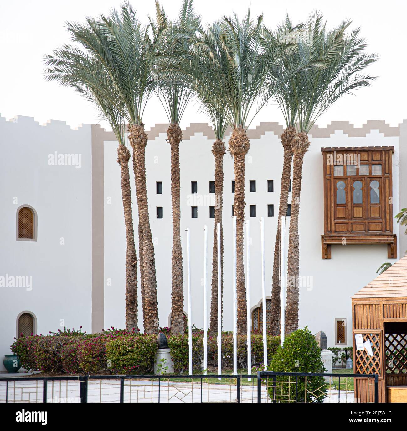 Tall exotic Egyptian palms, Sharm El Sheikh hotel. Recreation and ...