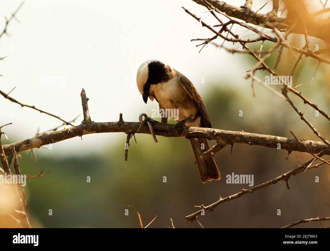 A Northern White-crowned Shrike has caught a small snake and it eating ...
