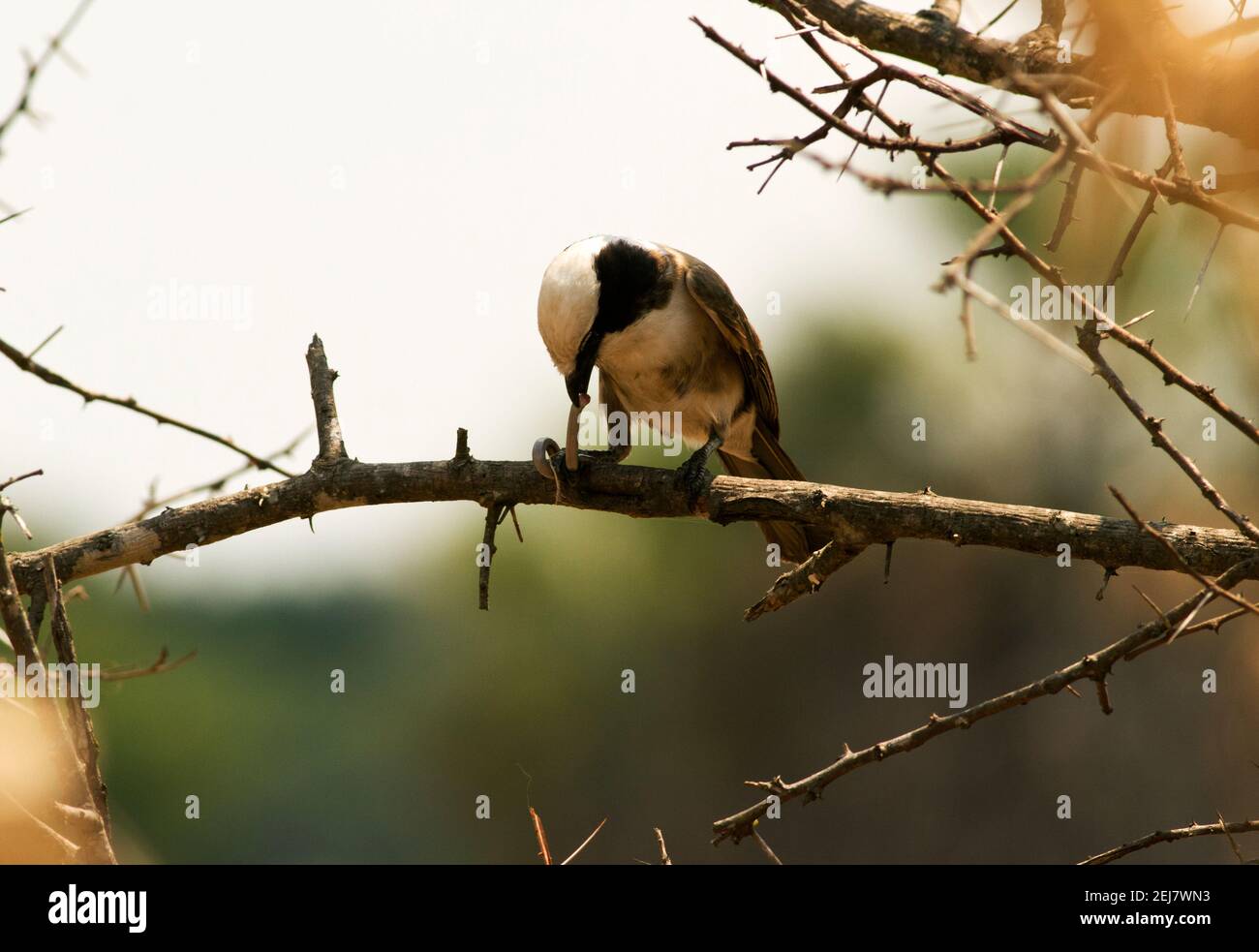 A Northern White-crowned Shrike has caught a small snake and it eating ...