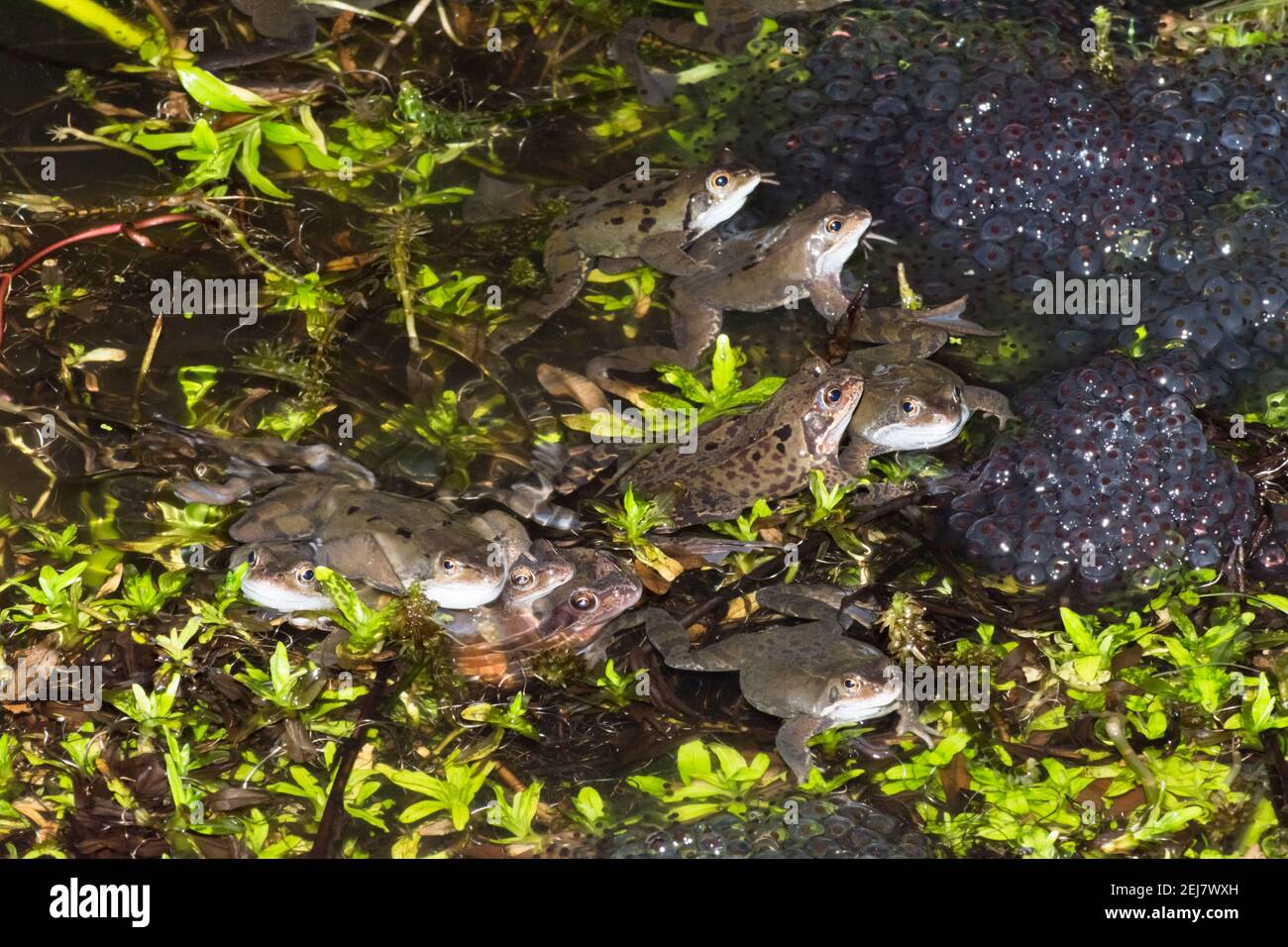 Common Frog, Rana temporaria, one pair, male and female among many ...