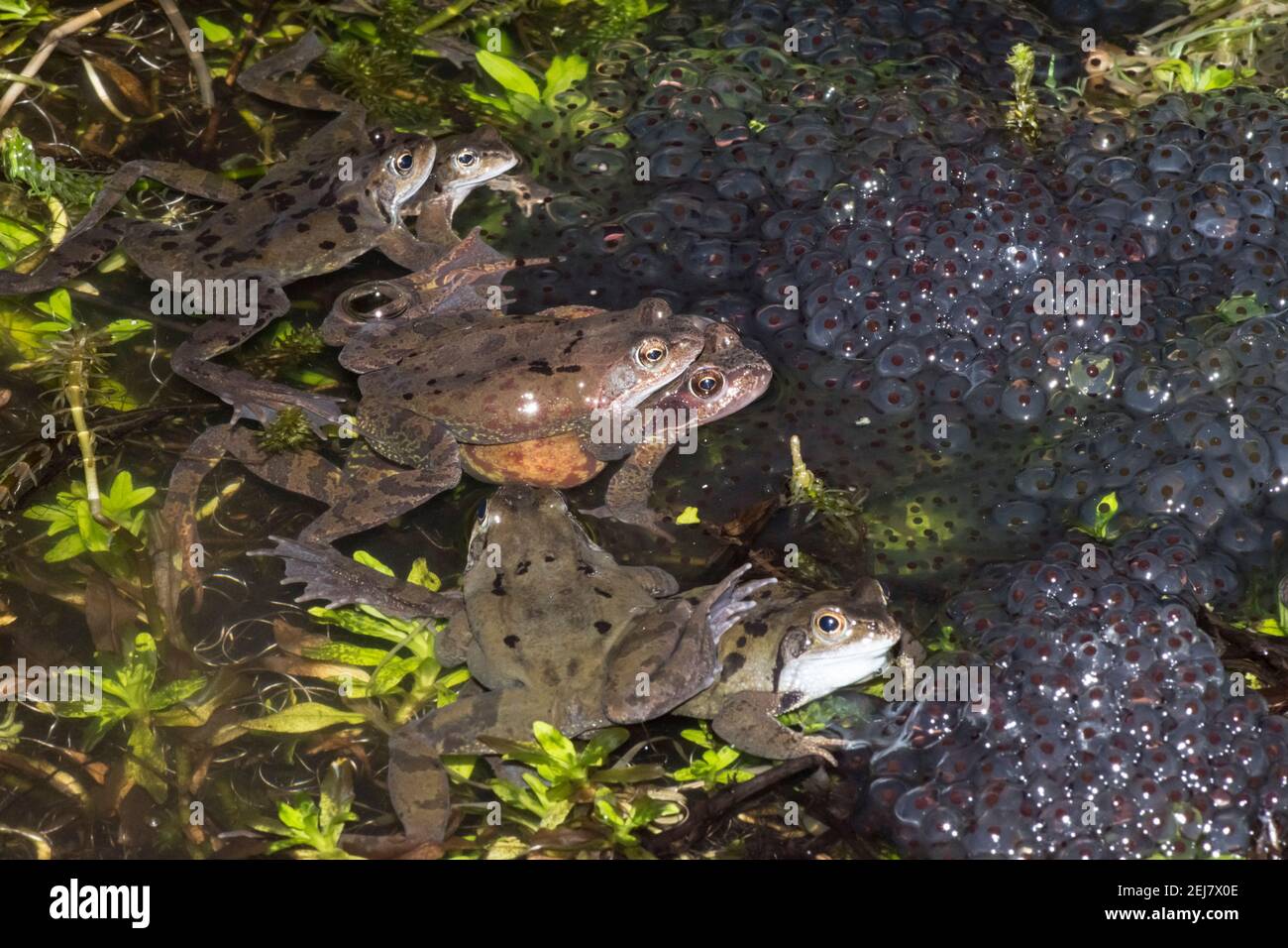 Common Frog, Rana temporaria, one pair, male and female among many ...