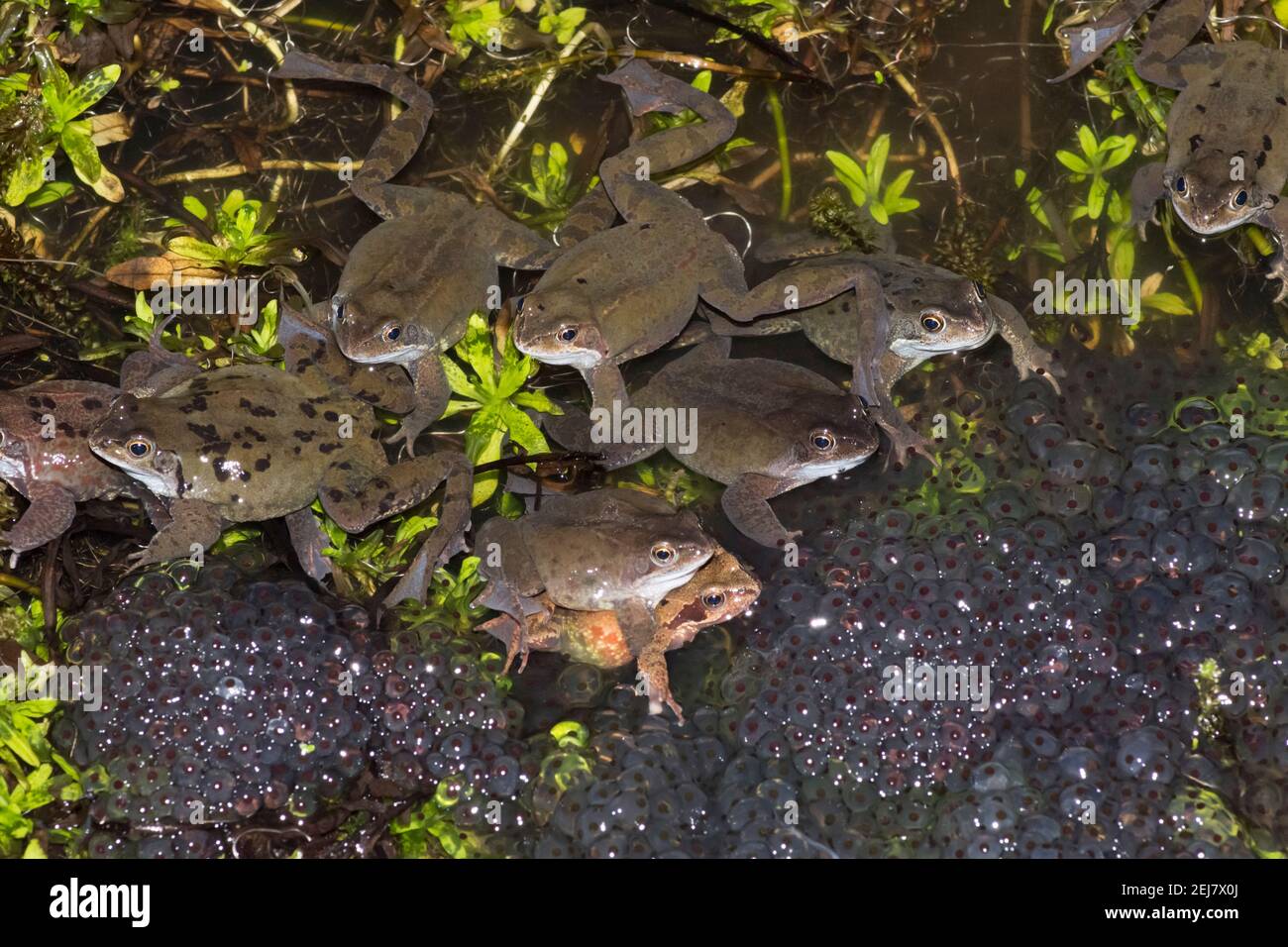 Common Frog, Rana temporaria, one pair, male and female among many ...