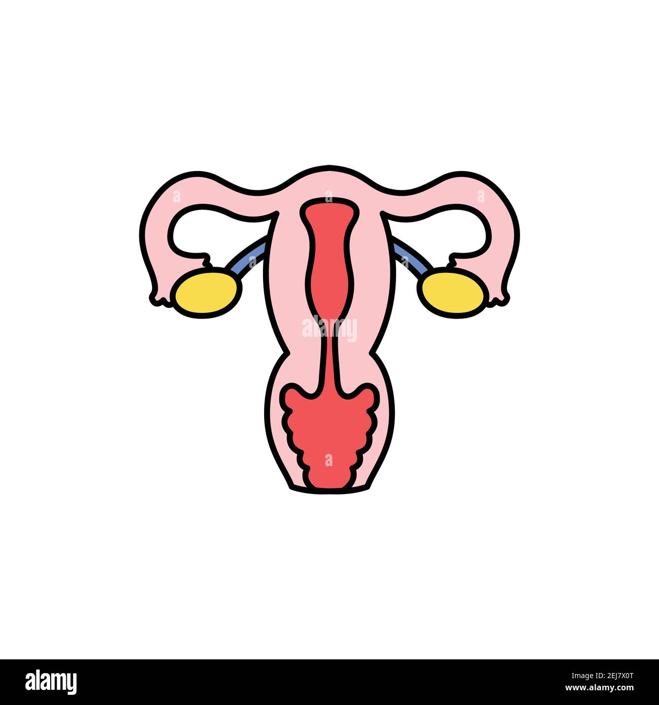 Human organ uterus color line icon. Pictogram for web page, mobile app ...