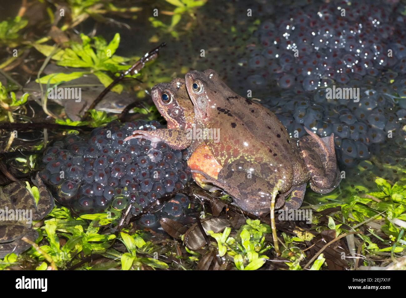 Frog amplexus spawn uk hi-res stock photography and images - Alamy