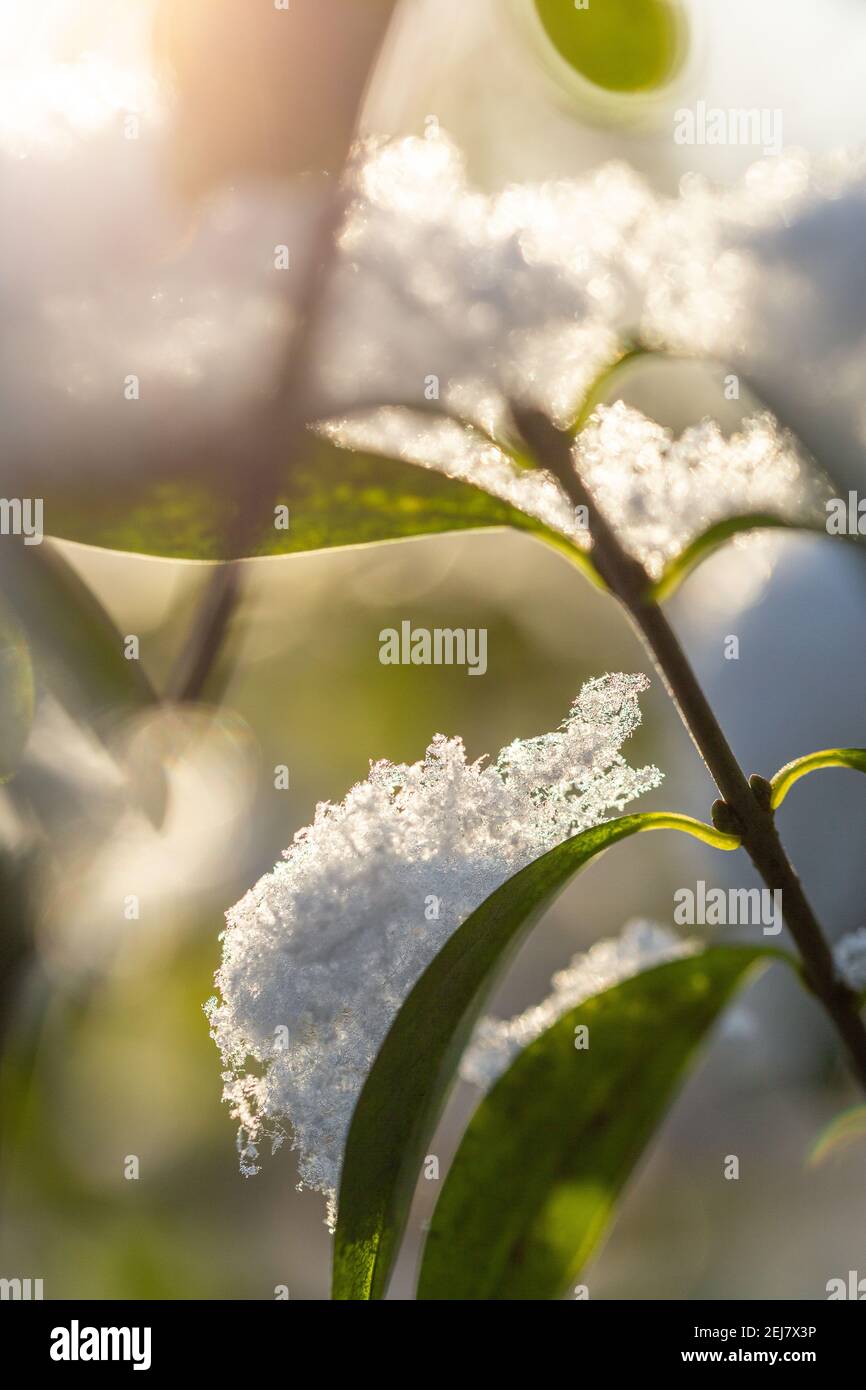 Close up macro shoot capturing delicate flurry snow covering green ...