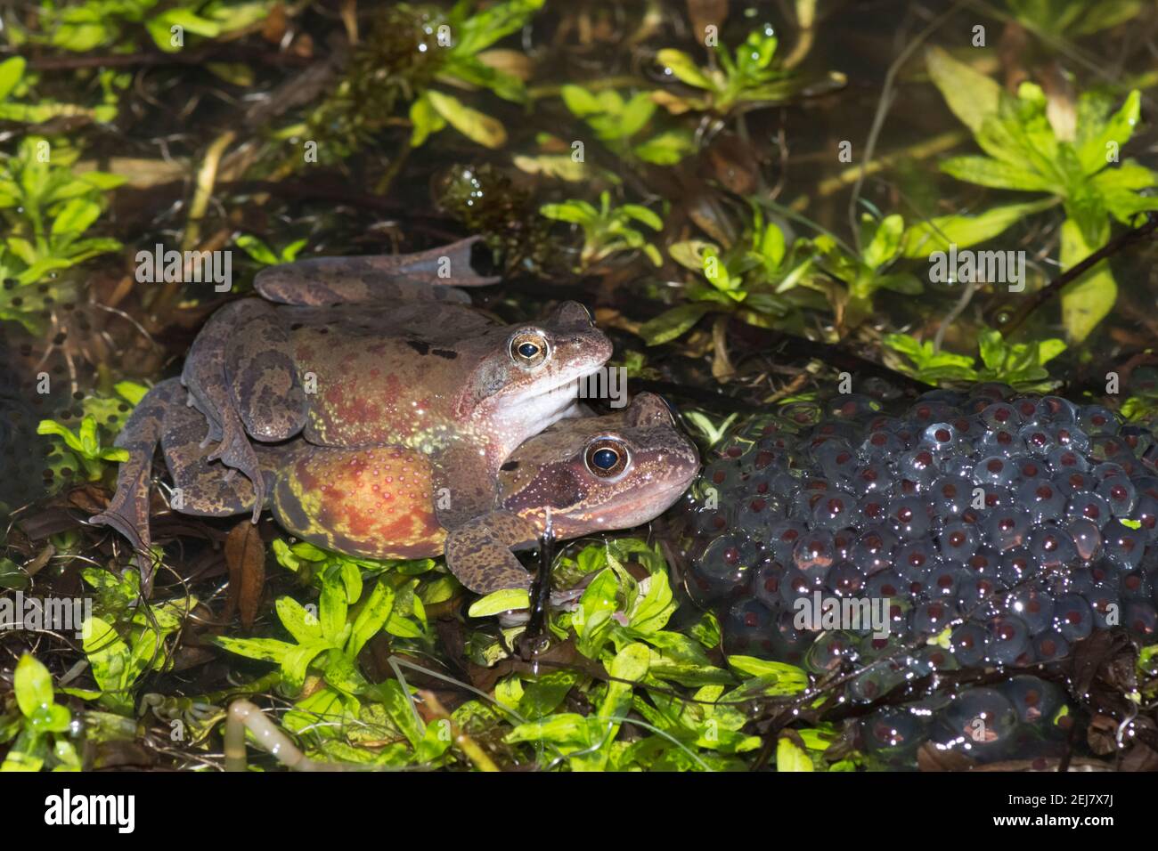 Frog amplexus spawn uk hi-res stock photography and images - Alamy
