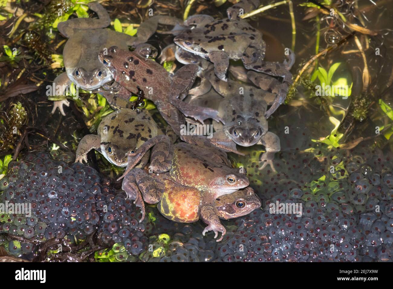 Multiple frogs in water garden hi-res stock photography and images - Alamy