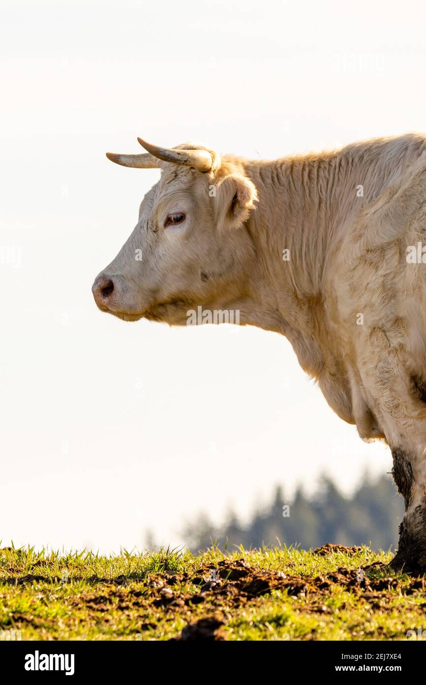 charolais cow in mountain pasture Stock Photo - Alamy