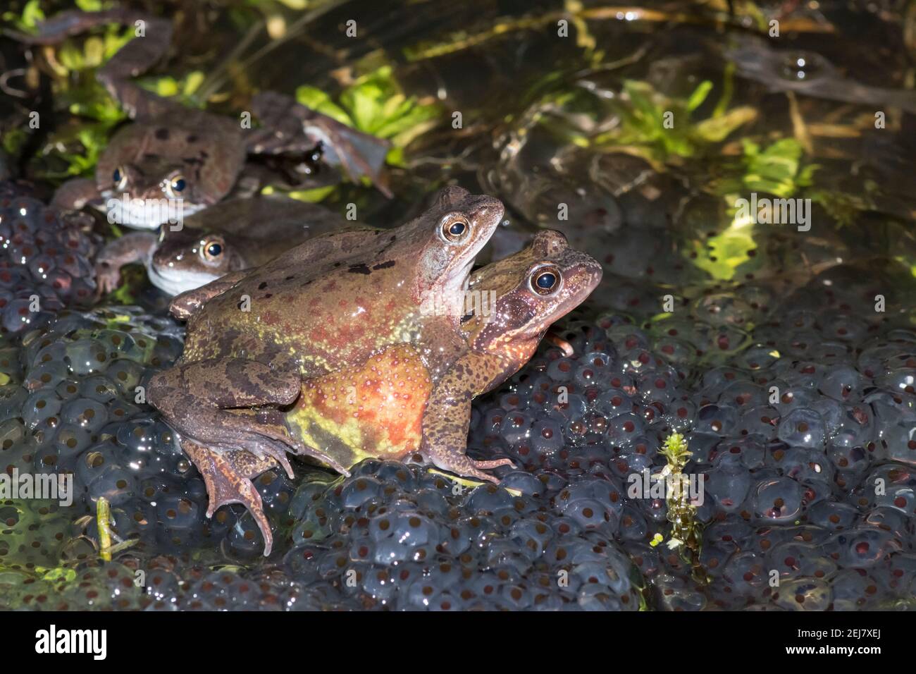 Multiple frogs in water garden hi-res stock photography and images - Alamy