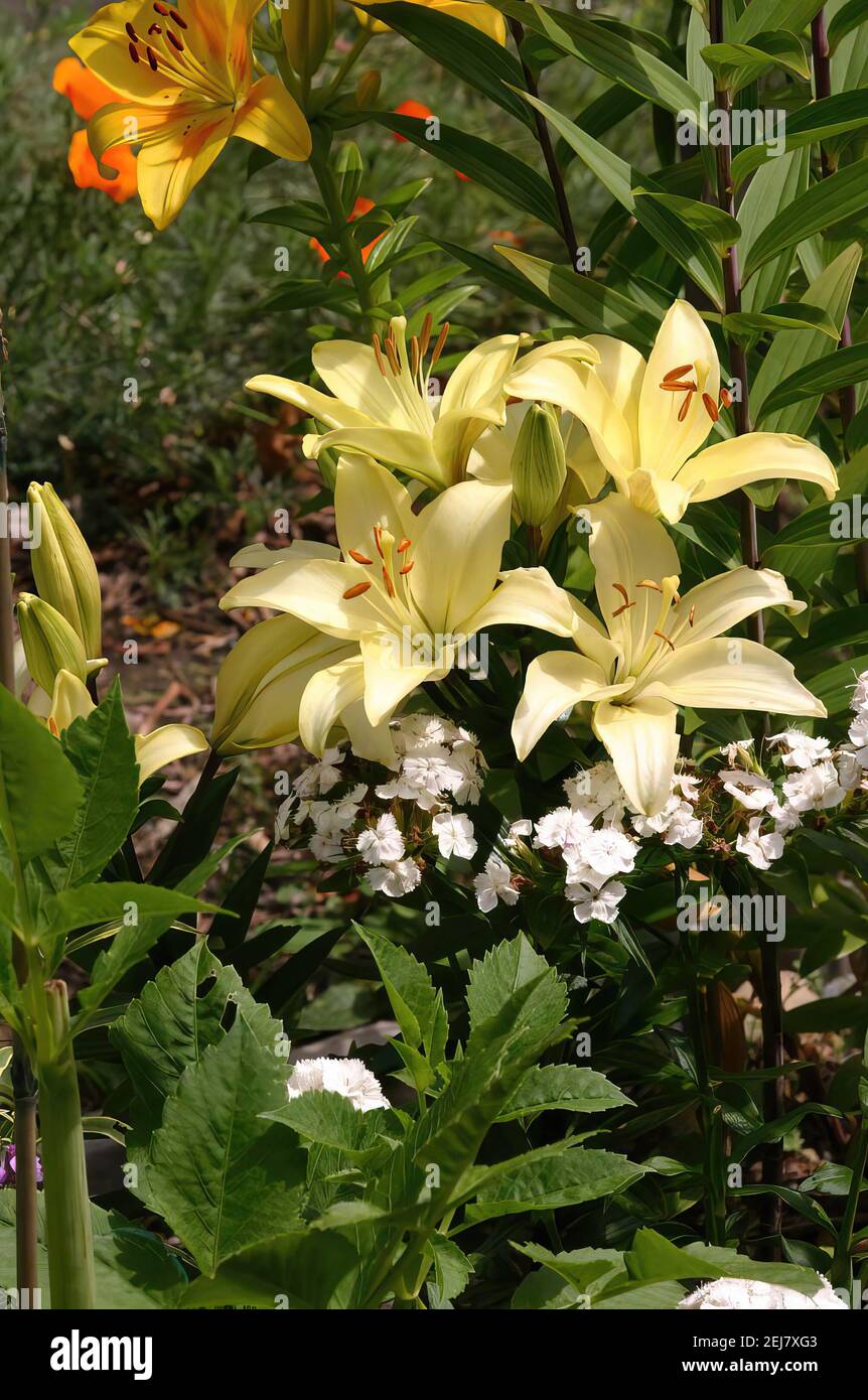 Closeup of Madonna lily (Lilium candidum) flowers growing in the garden ...