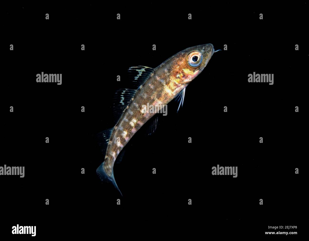 Codling Gadus Morhua High Resolution Stock Photography and Images - Alamy