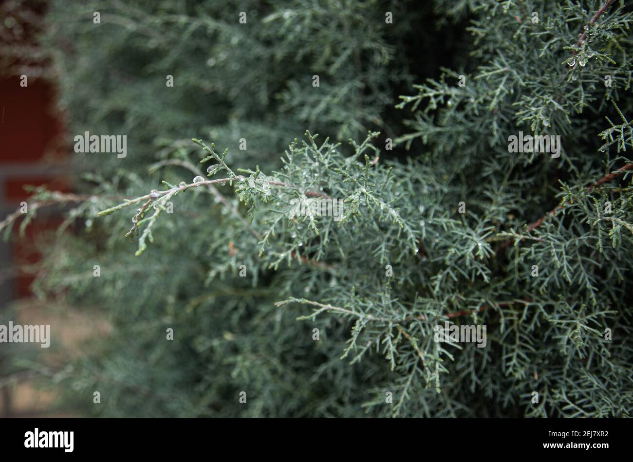 Red cedar tree branches covered with frost; the coldest week in Texas ...